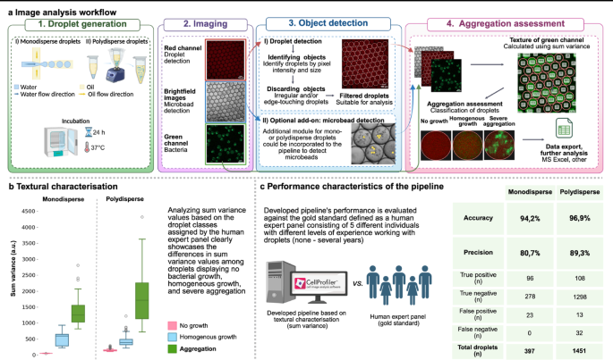 High-throughput bacterial aggregation analysis in droplets | Scientific ...