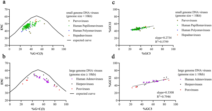Codon usage of human DNA viruses and its similarity to certain host ...
