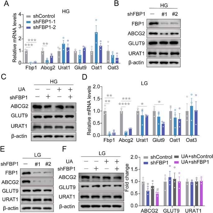 FBP1 promotes ABCG2-mediated uric acid excretion through activation of ...