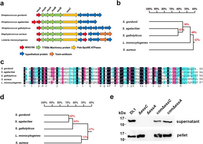 Streptococcus gordonii type VII secretion system substrate EsxA induces ...