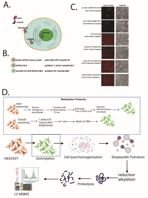 APEX2 and TurboID define unique subcellular proteomes | Scientific Reports