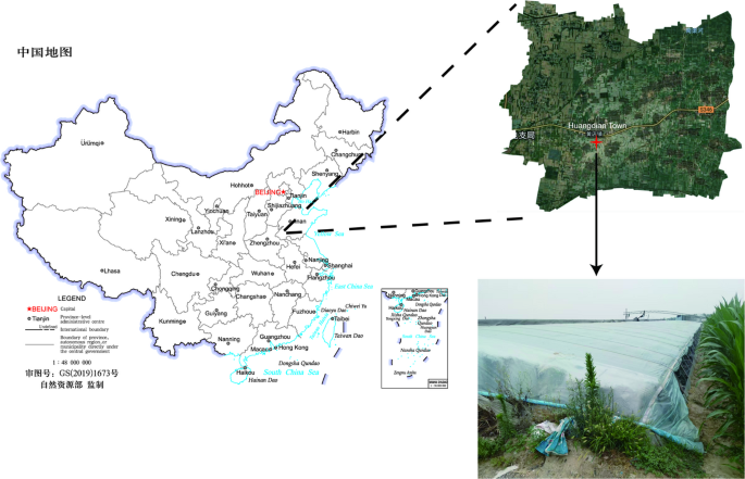 Combining organic fertilizer with soil conditioner alleviates ...