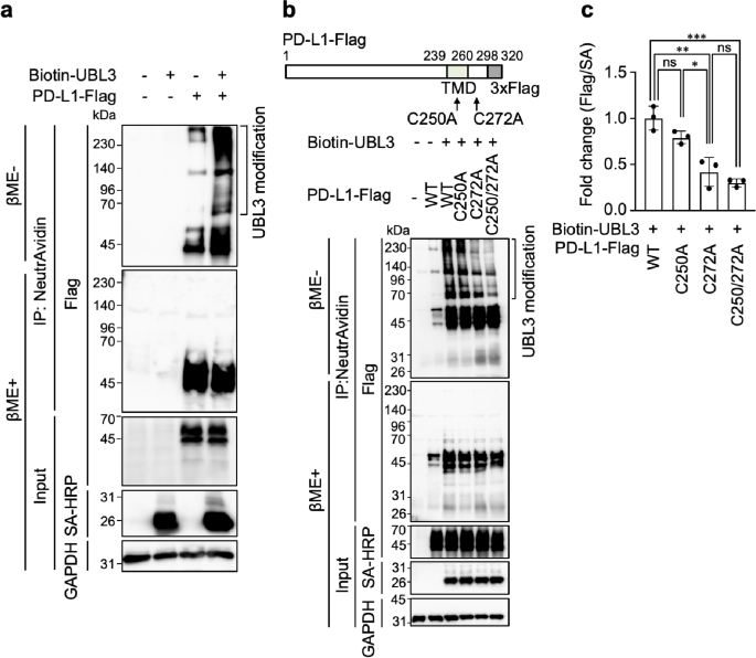 Statins attenuate PD-L1 sorting to small extracellular vesicles ...