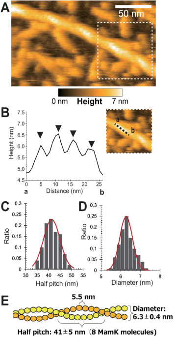 Visualizing the dynamic polymerization of the bacterial actin-like ...