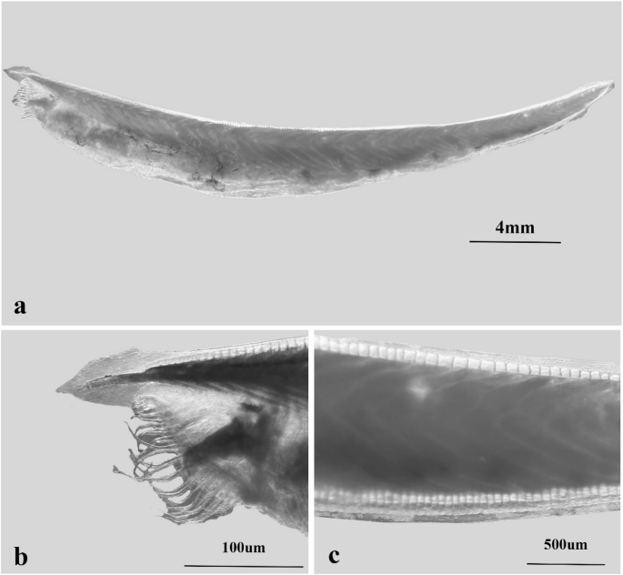 Morphological characterization, mitochondrial genome assembly, and ...