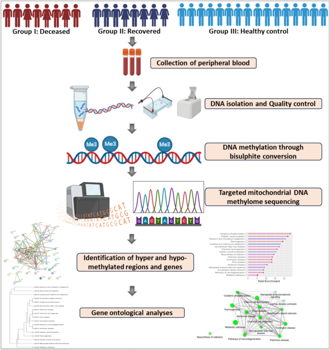 SARS-CoV-2 altered mitochondrial DNA methylation in Indian COVID-19 patients | Scientific Reports