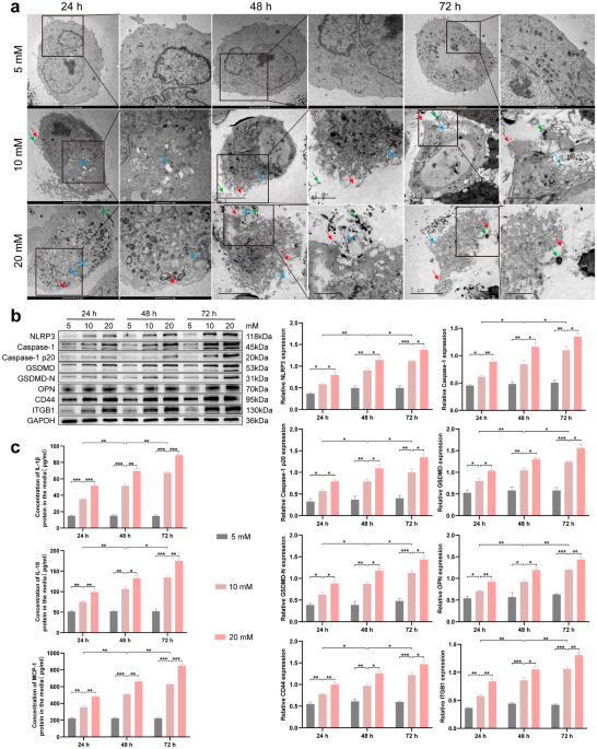 Correction: Mechanistic studies of Ca2+-induced classical pyroptosis ...