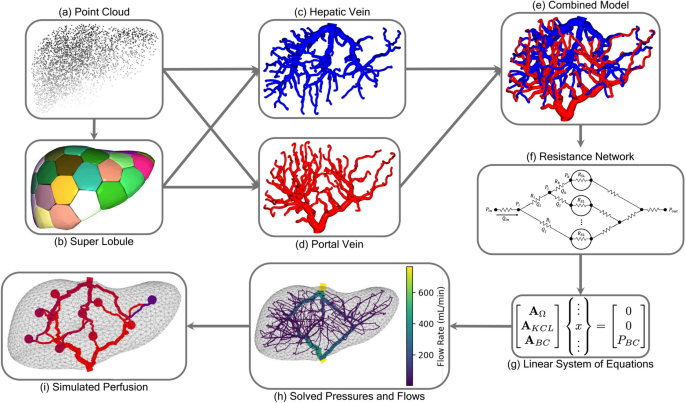 A simplified computational liver perfusion model, with applications to ...