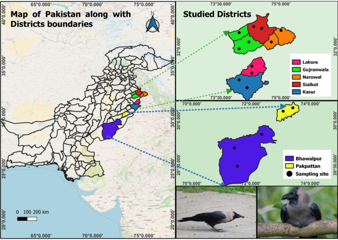 Genetic characterization and phylogenetic analysis of common house ...