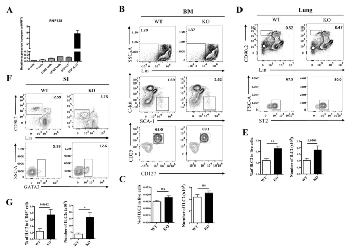 E3 ligase RNF128 restricts A. alternata-induced ILC2 activation and ...