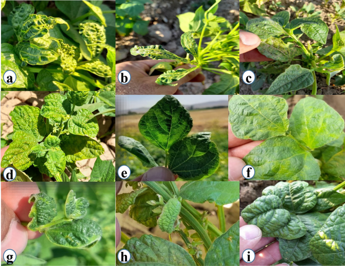 High-throughput sequencing revealed the symptomatic common bean ...