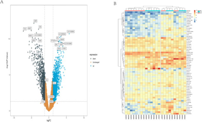 Regulation of FOXL2 gene in ovarian granulosa cell tumor by JNK ...