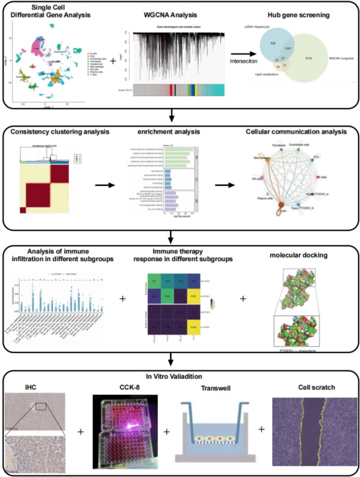 Integrating single-cell RNA-Seq and bulk RNA-Seq data to explore the ...