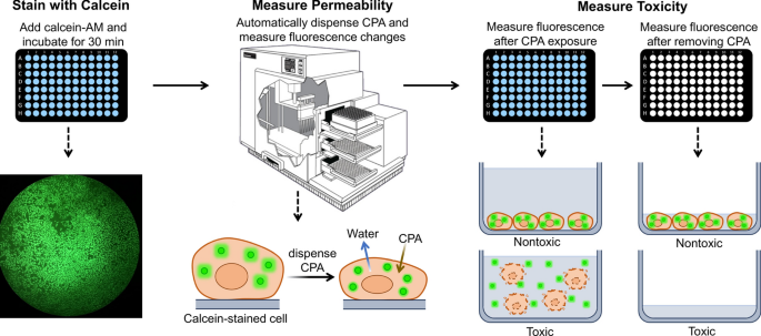 High throughput method for simultaneous screening of membrane ...