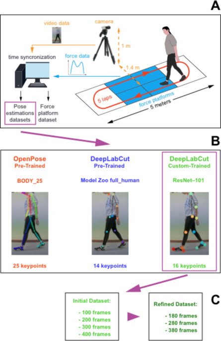 DeepLabCut custom-trained model and the refinement function for gait analysis | Scientific Reports