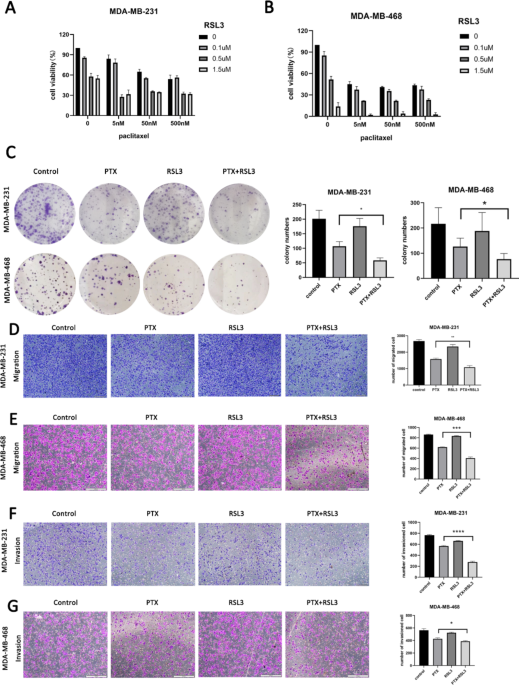 RSL3 induces ferroptosis by activating the NF-κB signalling pathway to ...