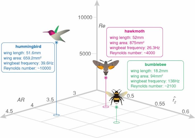 Effects of shapes and kinematics of hovering flapping wings on aerodynamic forces and vortex ...