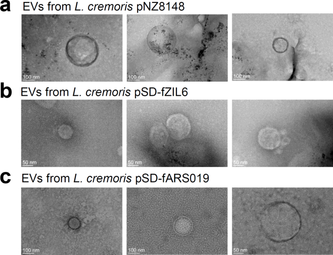 Incorporation of recombinant proteins into extracellular vesicles by ...