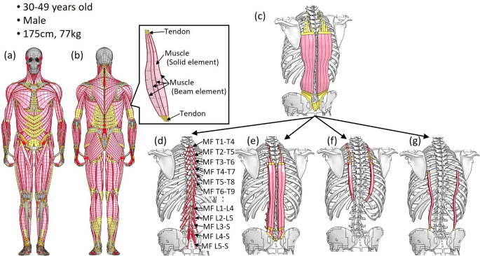Effect of individual spinal muscle activities on upright posture using ...