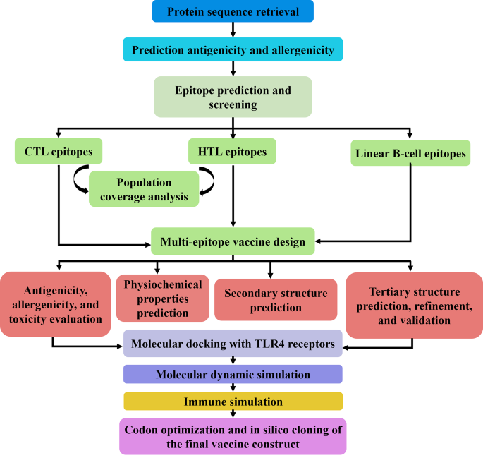 Immunoinformatics based designing of a multi-epitope cancer vaccine ...