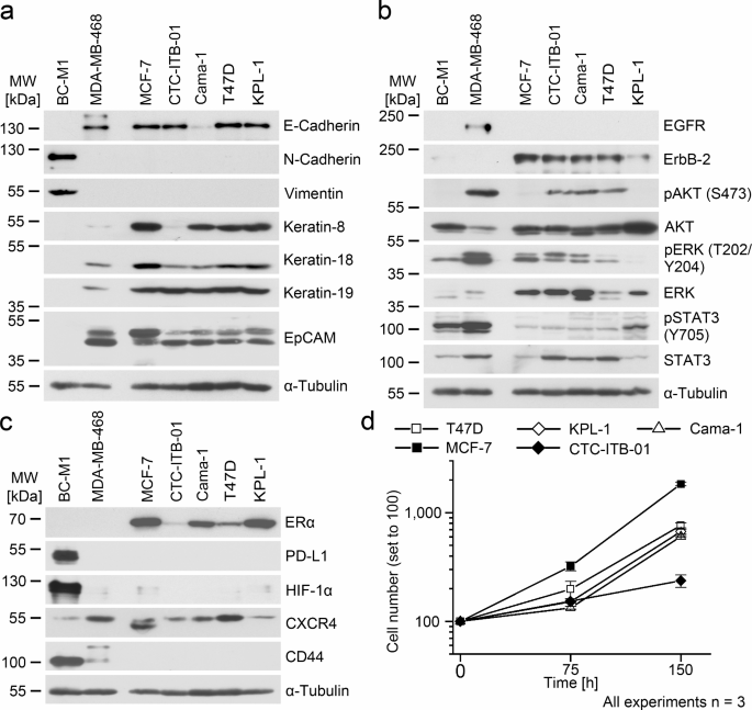 Discovery of a sushi domain-containing protein 2-positive phenotype in ...
