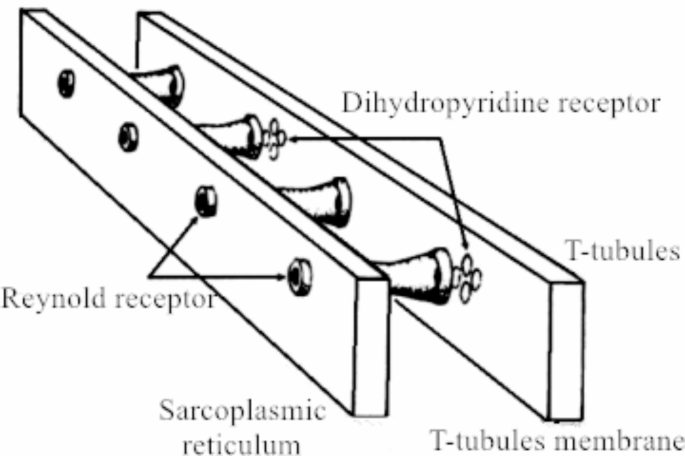 Multi-scale modeling and simulation of skeletal muscles with different ...