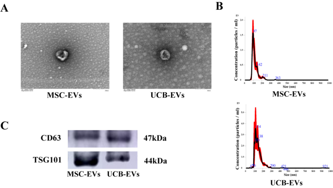 MSC-EVs and UCB-EVs promote skin wound healing and spatial transcriptome analysis | Scientific ...