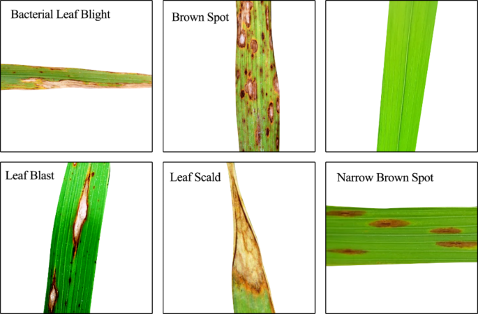 Rice leaf disease classification using a fusion vision approach | Scientific Reports