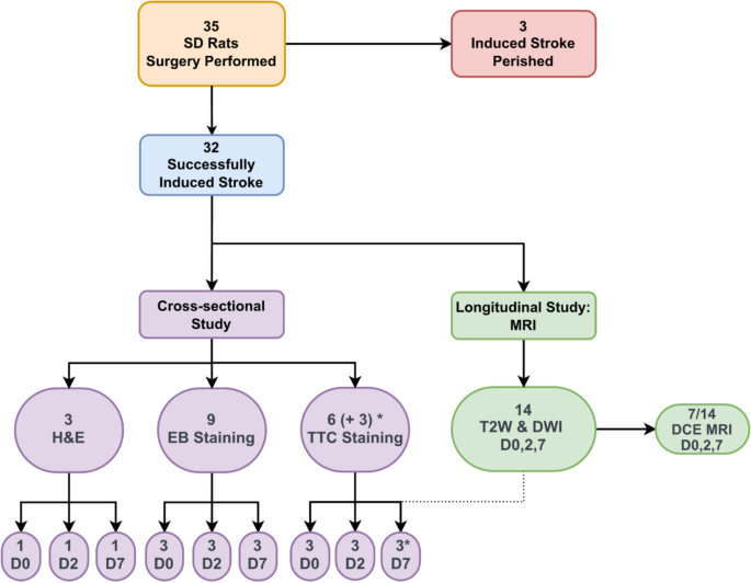 Characterizing the evolution of lesion, penumbra and blood-brain ...