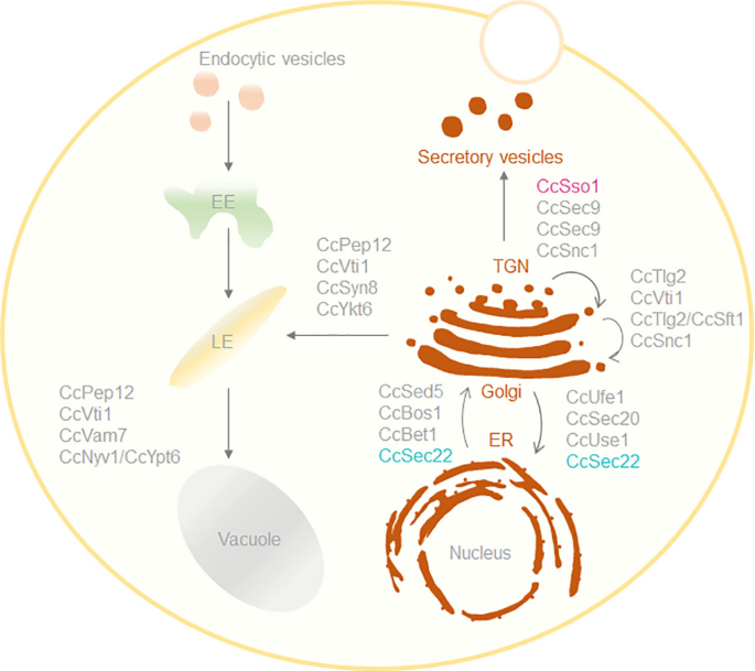SNARE genes CcSec22 and CcSso1 coordinate fungal growth, sporulation ...