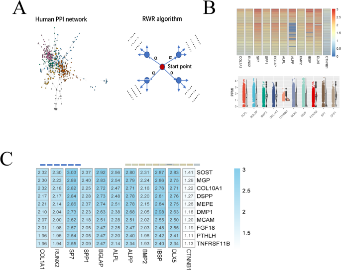 FoxA1 knockdown promotes BMSC osteogenesis in part by activating the ...