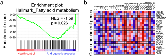 The role of lipids in promoting hair growth through HIF-1 signaling ...