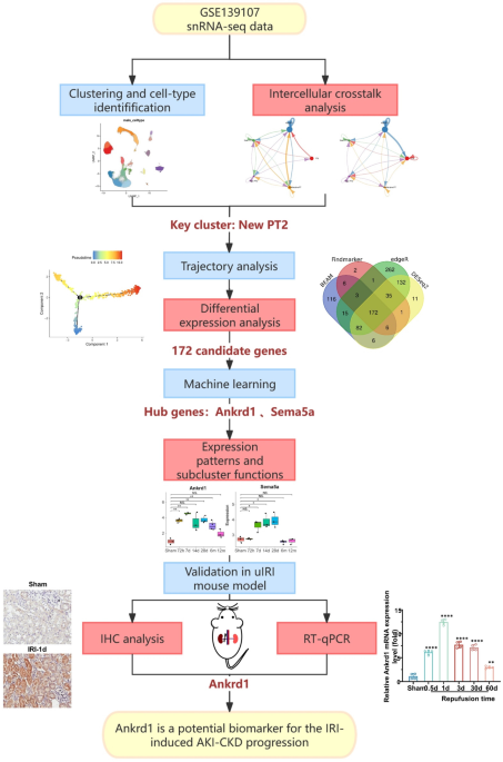 Ankrd1 as a potential biomarker for the transition from acute kidney ...