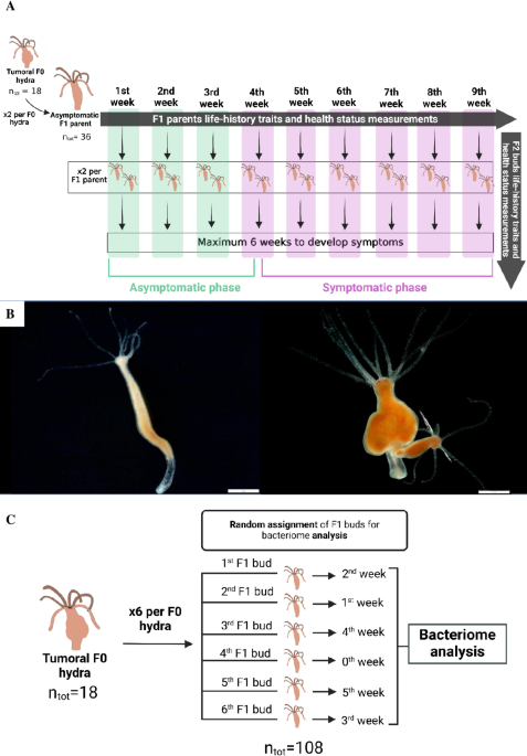 Ecology of vertical tumor transmission in the freshwater cnidarian ...