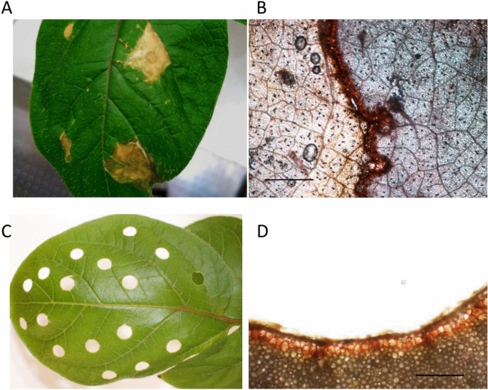 The suberin transporter StABCG1 is required for barrier formation in ...