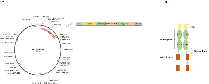 Targeted cancer treatment using a novel EGFR-specific Fc-fusion peptide ...