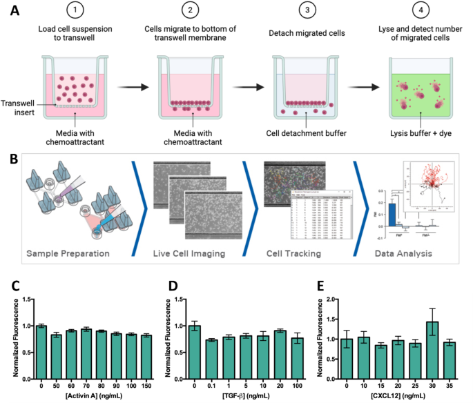 Decoupling chemical and mechanical signaling in colorectal cancer cell ...