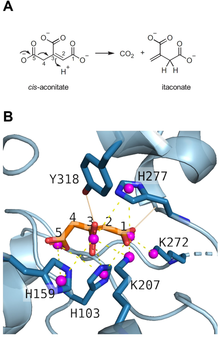 Effect of pH and buffer on substrate binding and catalysis by cis-aconitate decarboxylase ...