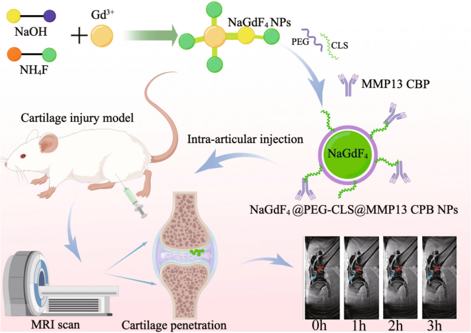 A novel MRI contrast agent NaGdF4@PEG–CLS@MMP-13 NPs for detecting ...