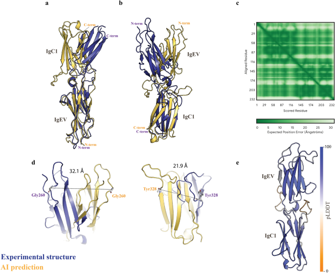 Severe deviation in protein fold prediction by advanced AI: a case ...