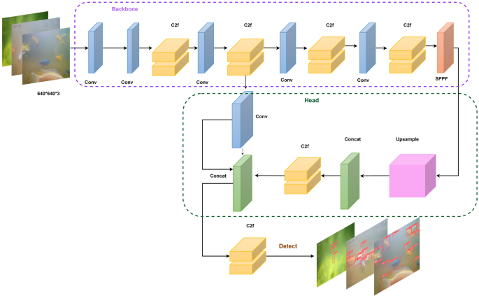 AquaYOLO: Advanced YOLO-based fish detection for optimized aquaculture ...