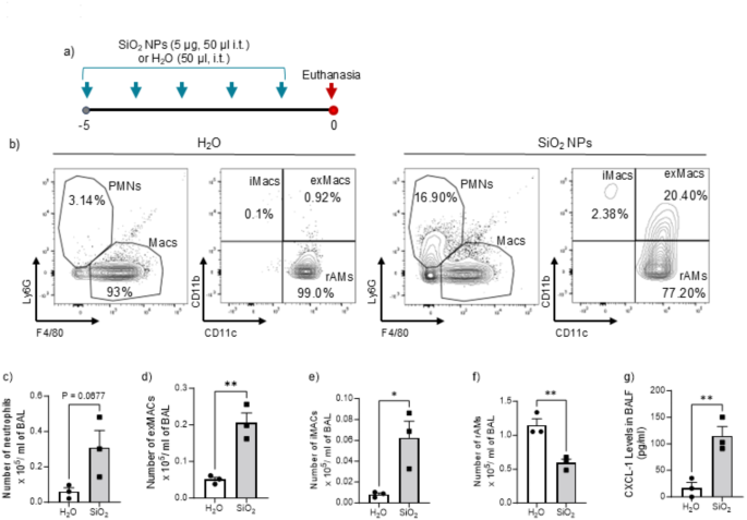 SiO2 nanoparticles as disruptors of endogenous resolution mechanisms of ...
