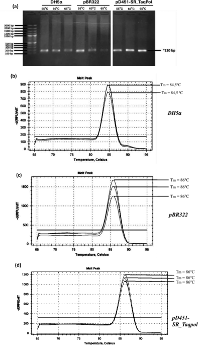 A robust strategy for overexpression of DNA polymerase from Thermus ...
