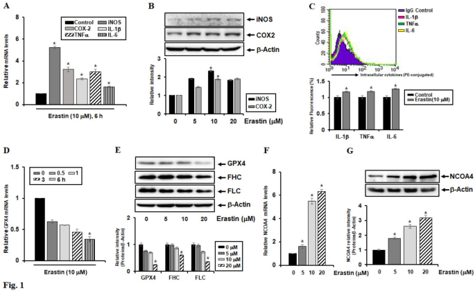 Helium cold atmospheric pressure plasma reduces erastin induced ...