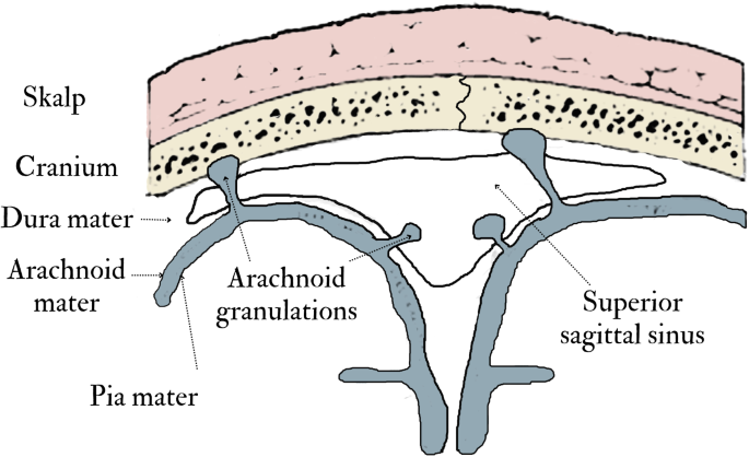 Association of arachnoid fossae and endocranial lesions in a historical ...