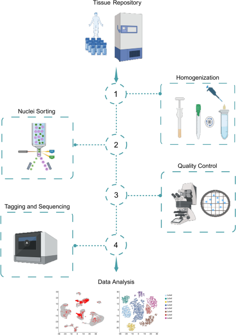 A versatile and efficient method to isolate nuclei from low-input ...