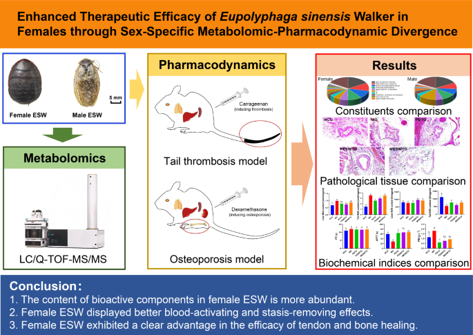 Enhanced therapeutic efficacy of Eupolyphaga sinensis Walker in females ...