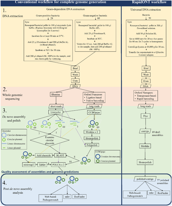 Streamlining whole genome sequencing for clinical diagnostics with ONT ...