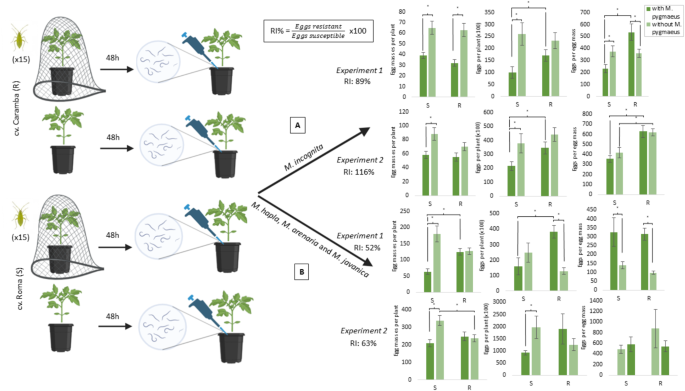 Macrolophus pygmaeus induces systemic resistance in tomato against ...