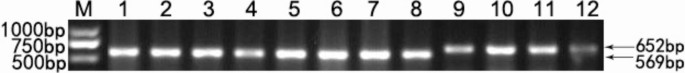 Identification and molecular marker analysis of PHS resistance of high ...